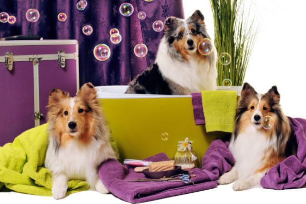 Best Dog Photoshoot Ideas- Cute, Creative & Easy at Home – Wrapinfur