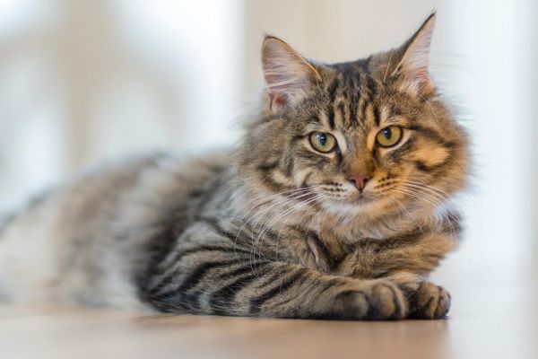 Cat Price in India 2026 – Breed Cost & Monthly Expenses – Wrapinfur